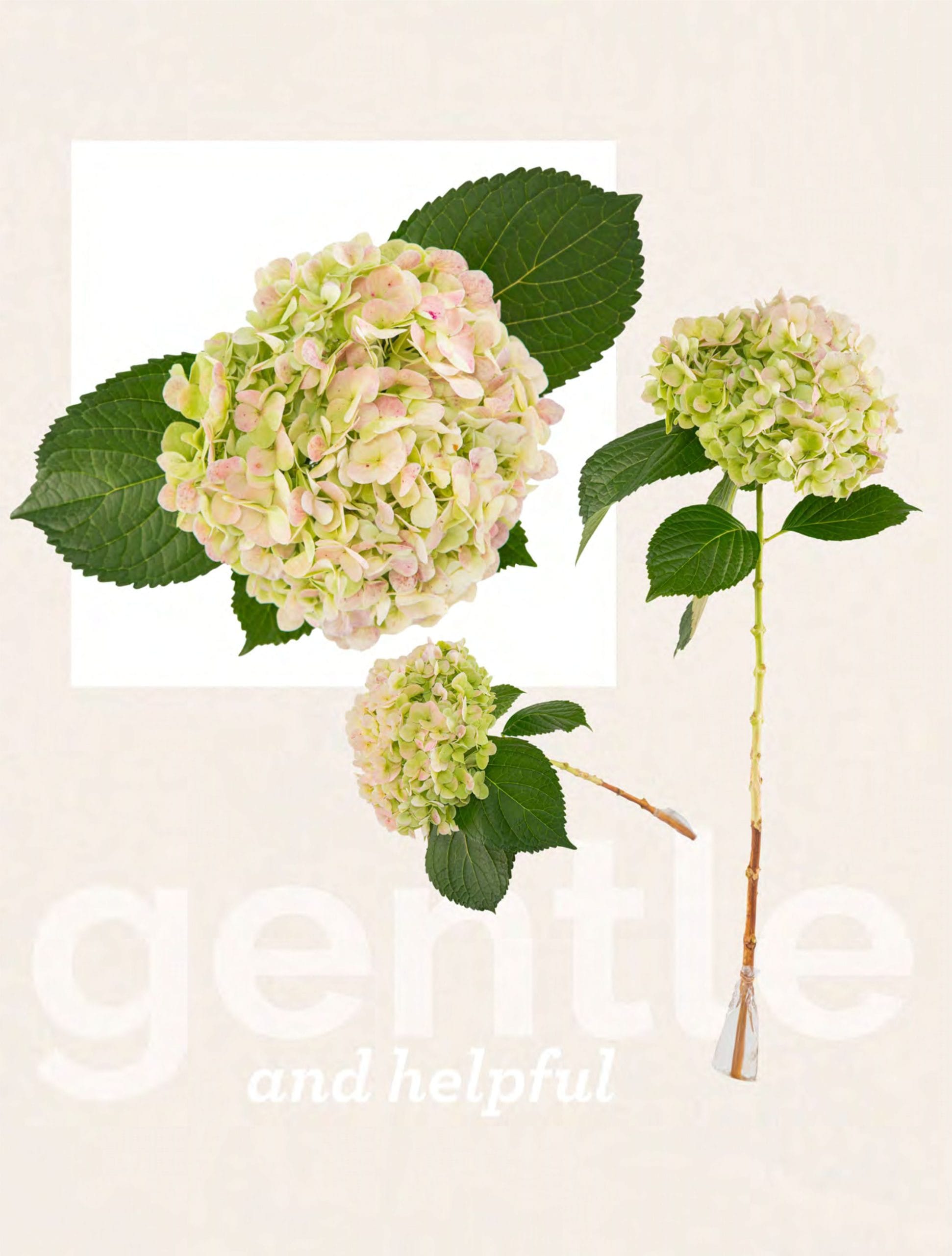 Antique green jumbo hyd - Sunset Valley