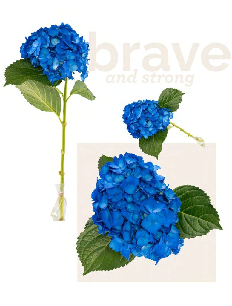 Blue flag tinted hyd – Sunset Valley