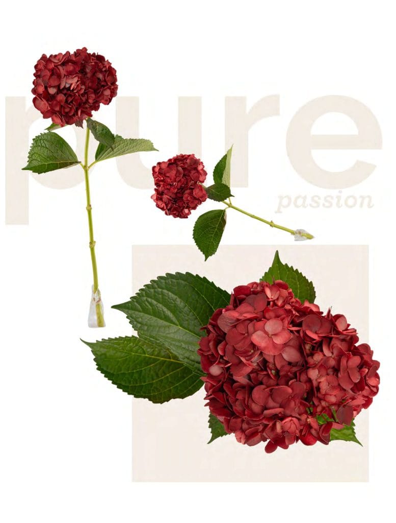 Burgundy tinted hyd – Sunset Valley