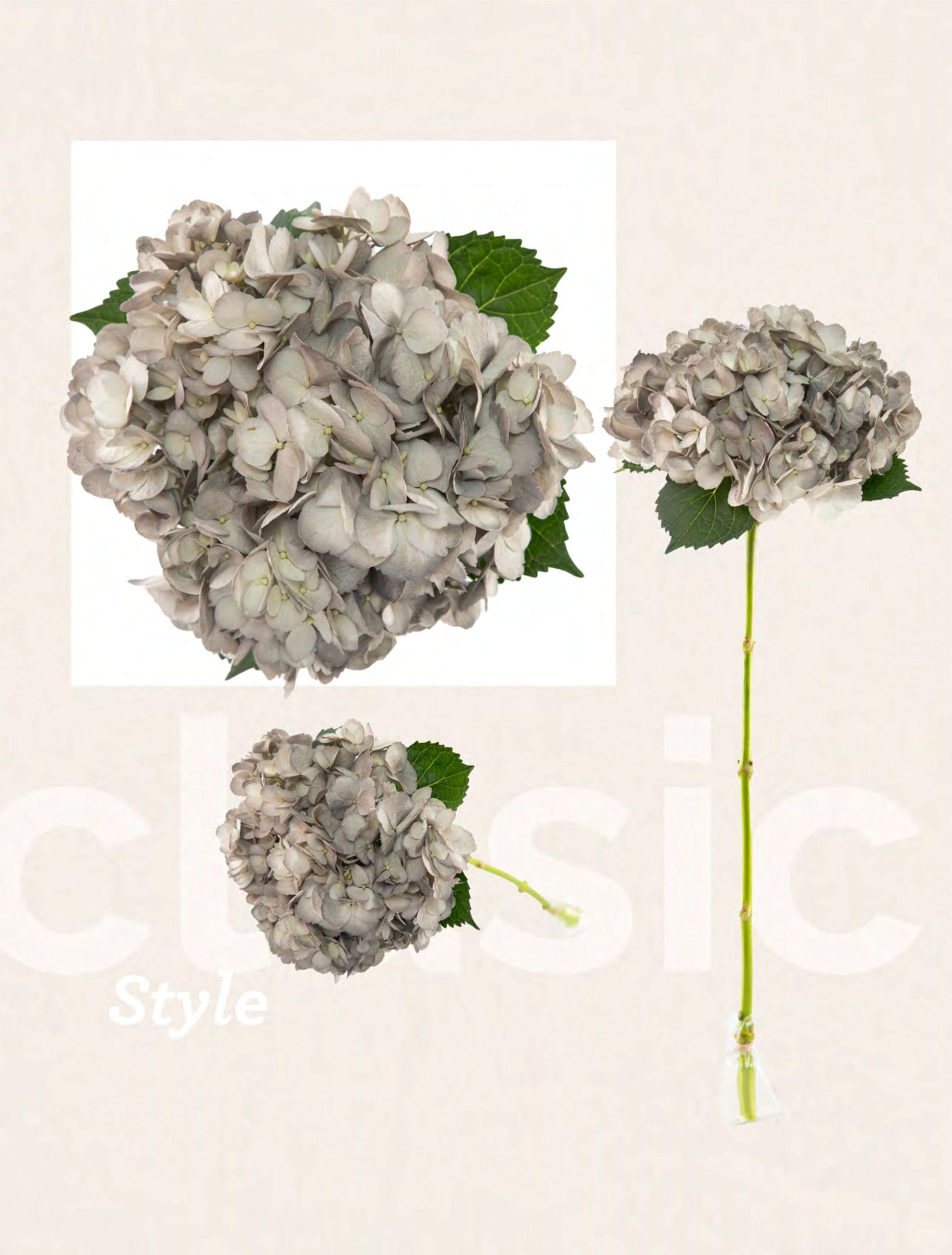 Grey tinted hydrangea – Sunset Valley