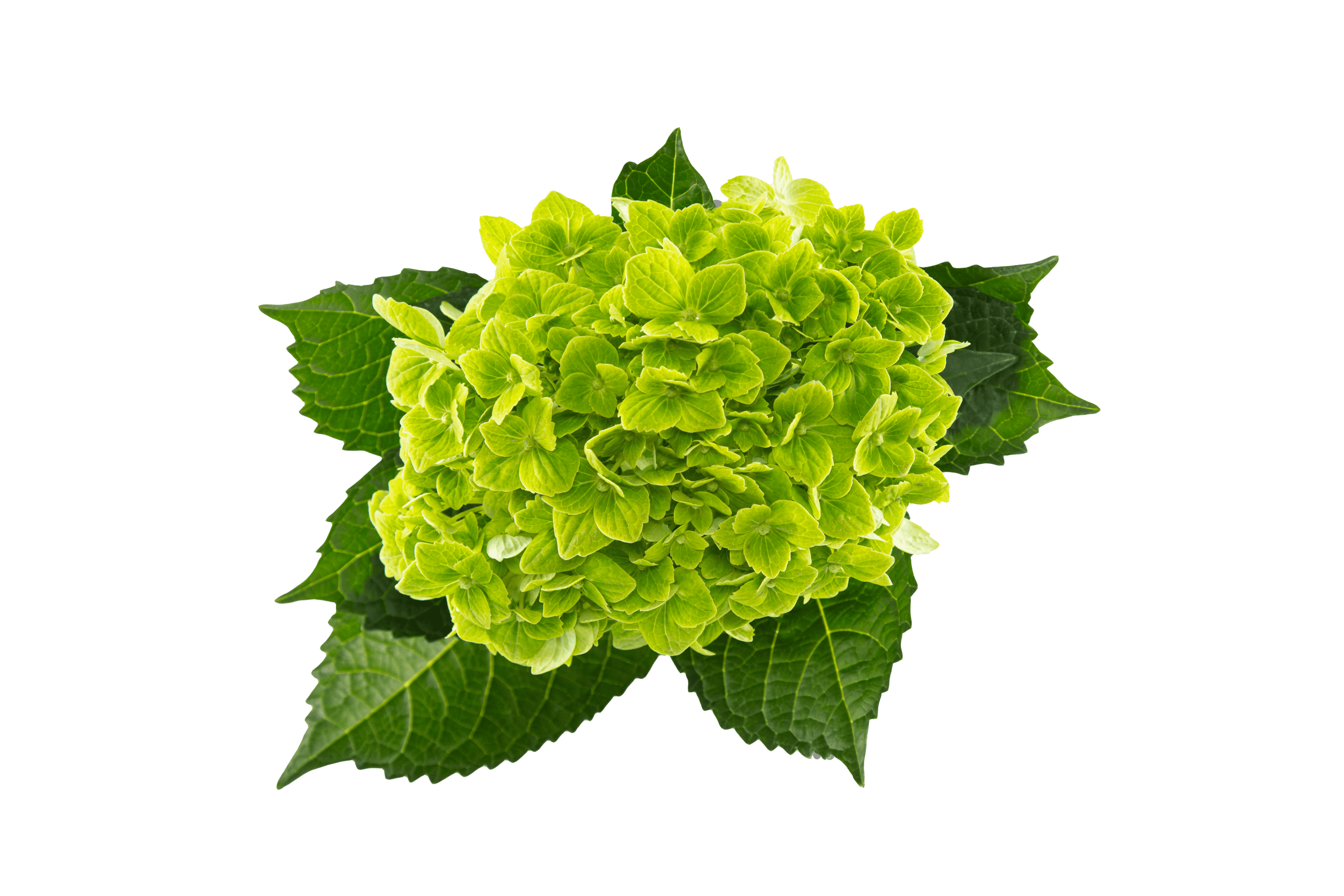 HYD ESMERALDA – Sunset Valley