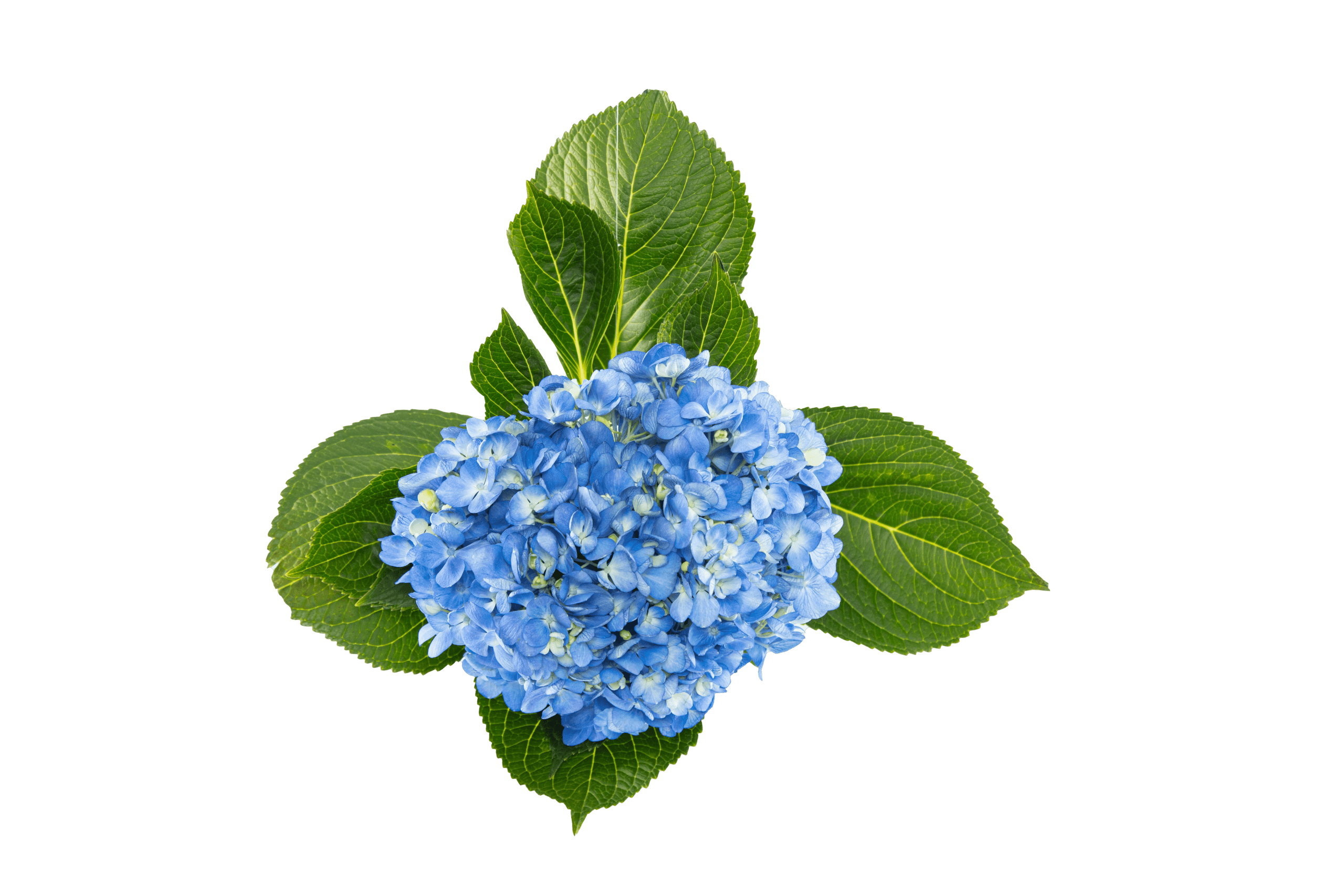 HYD SHOCKING BLUE – Sunset Valley