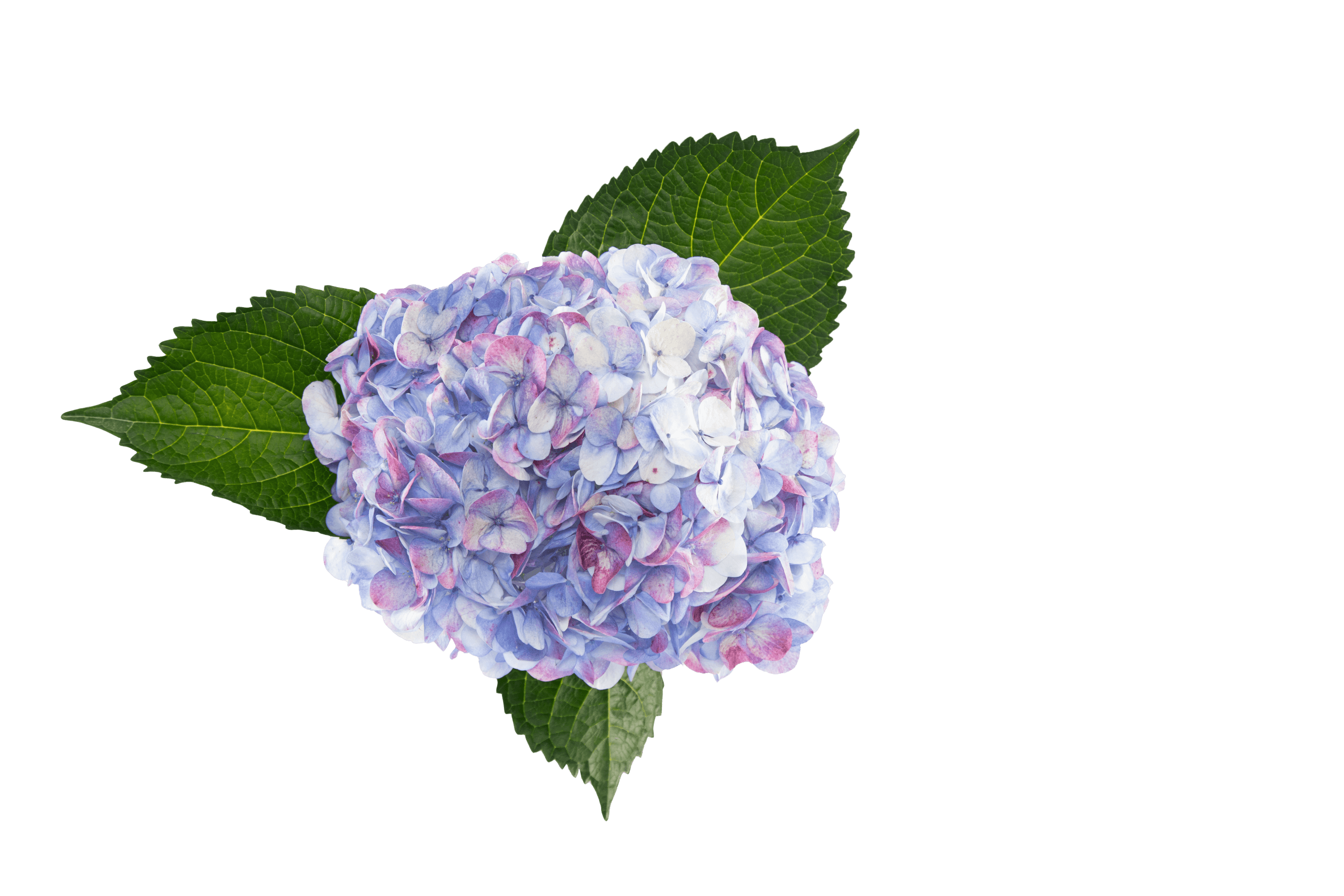 HYD ANTIQUE LILAC – Sunset Valley