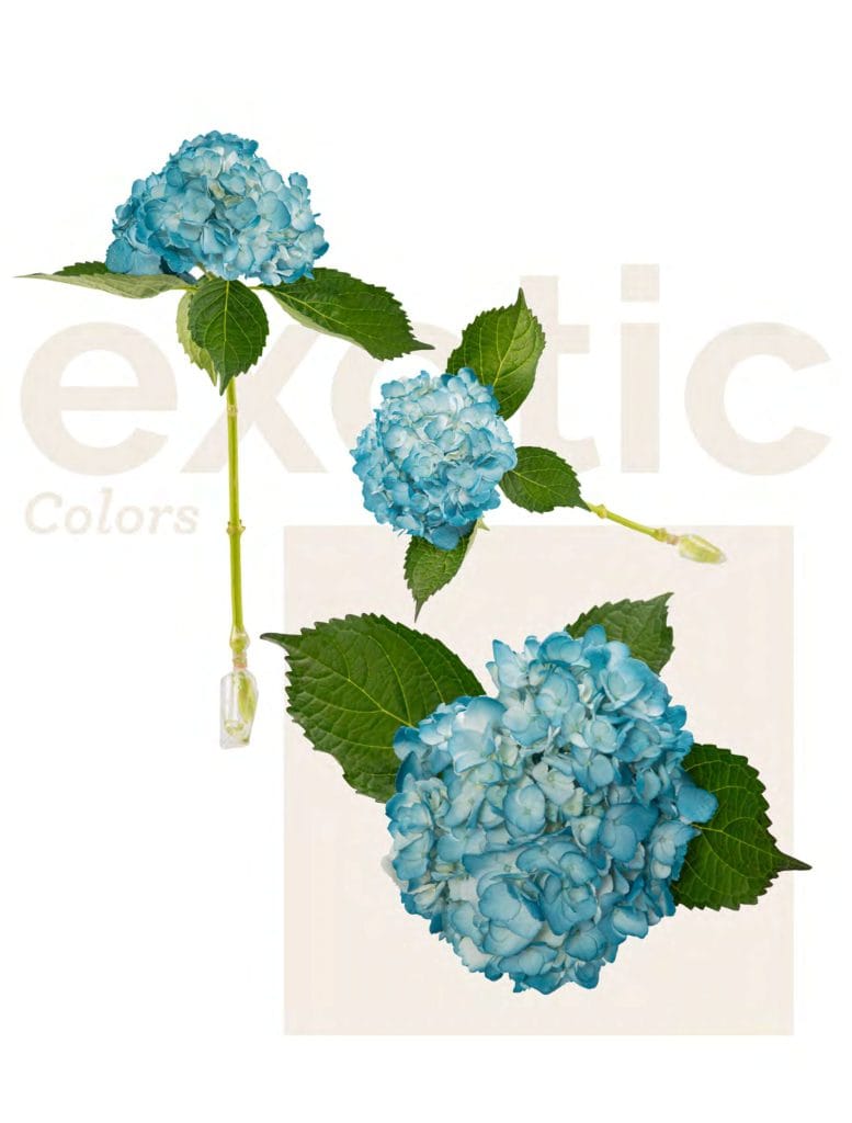 Leyre tinted hyd – Sunset Valley