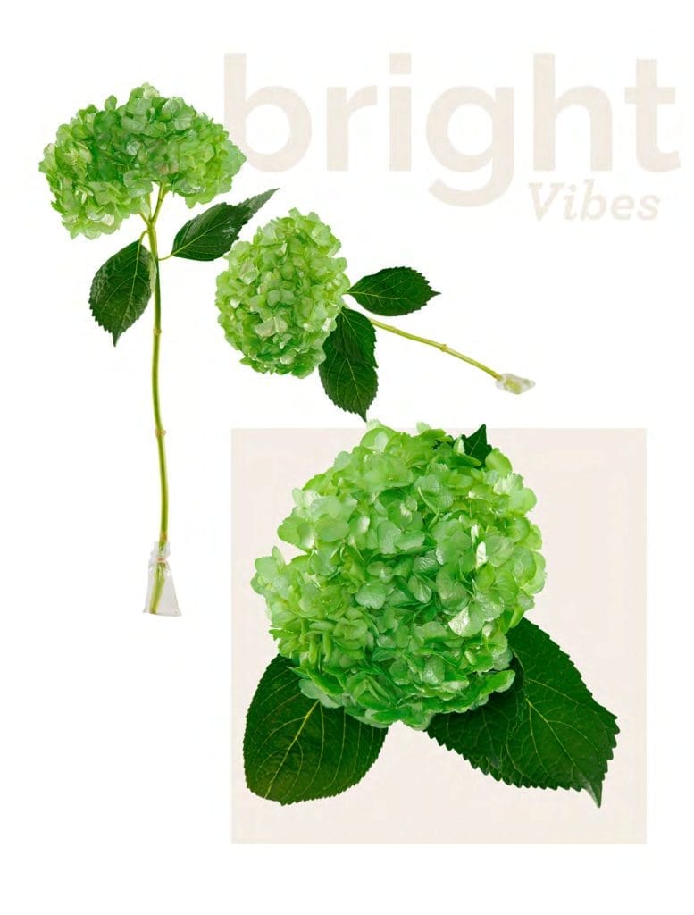 Light green metallic hyd – Sunset Valley