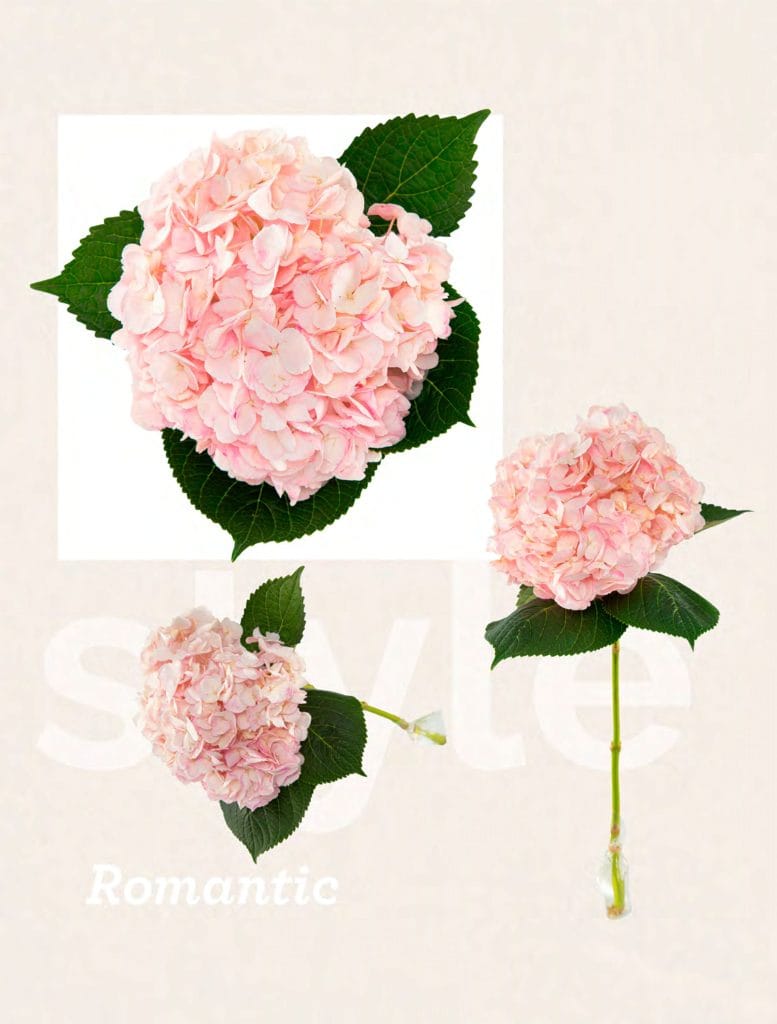 Light pink tinted – Sunset Valley