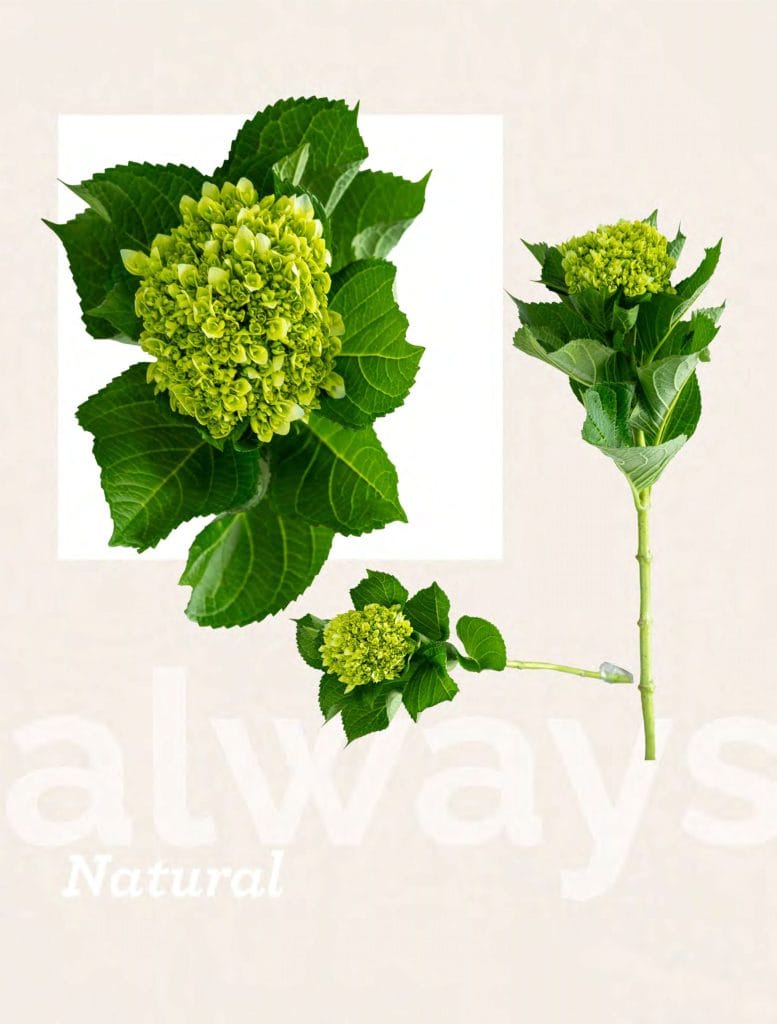 Mini dark green hyd – Sunset Valley