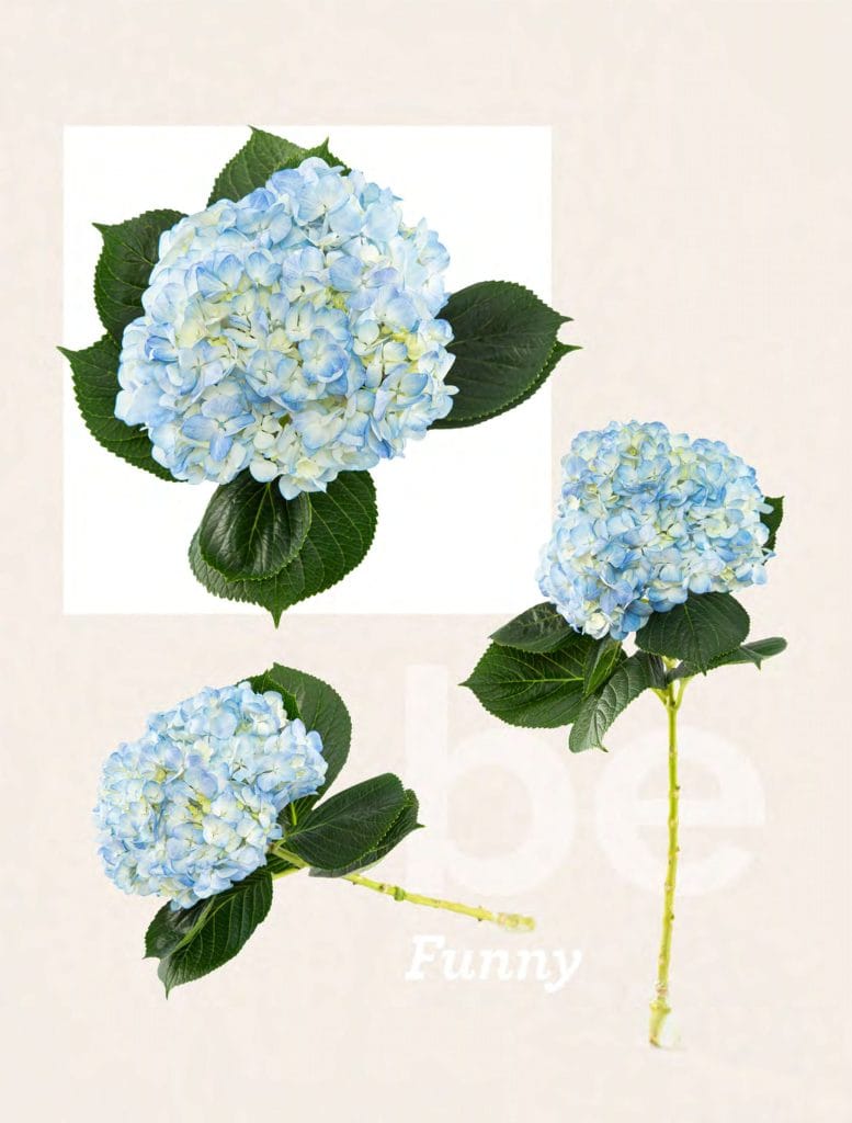 Natural blue HYD – Sunset Valley